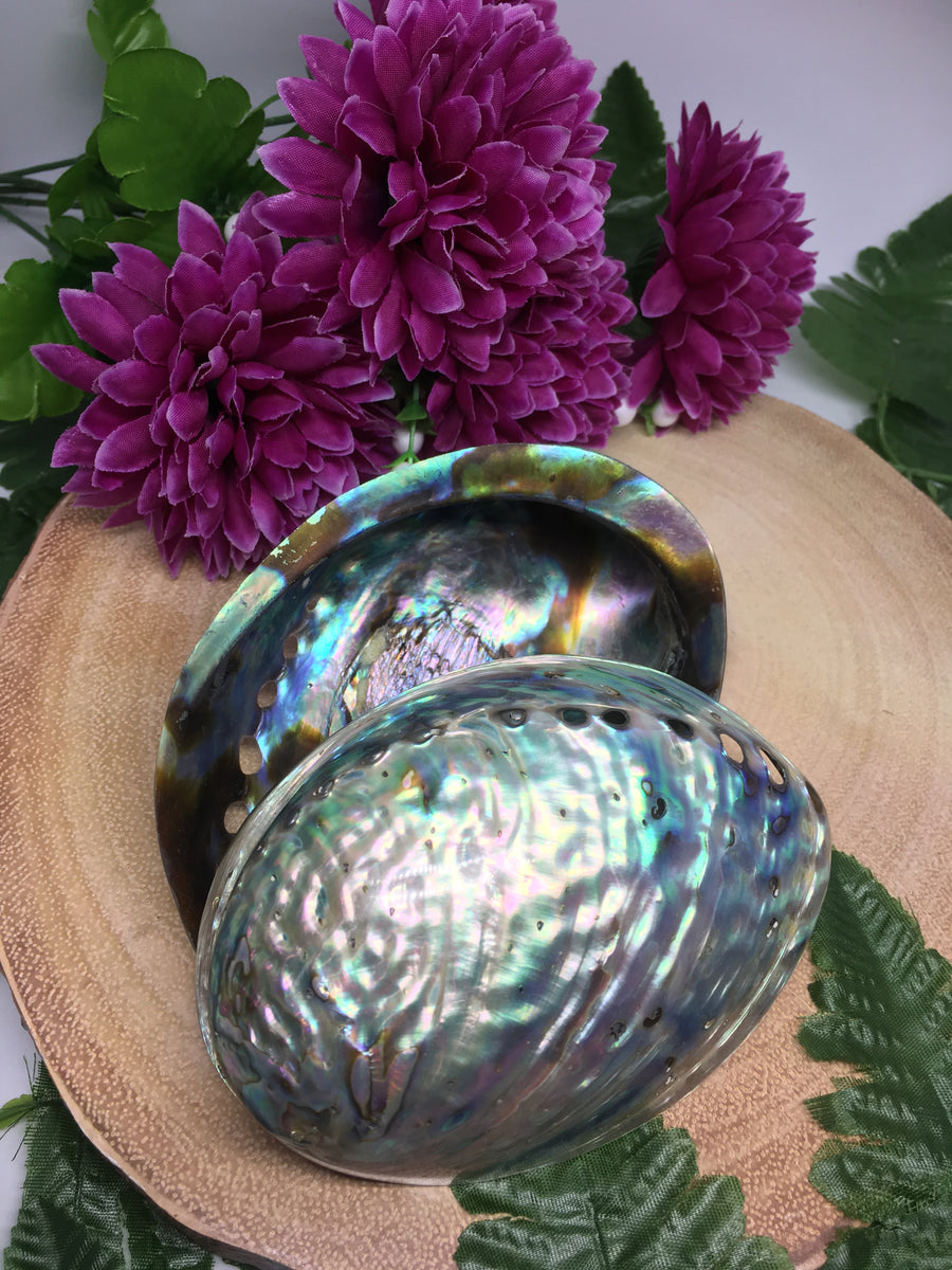 Paua Shell (Abalone) – Wicked Crystals and Things