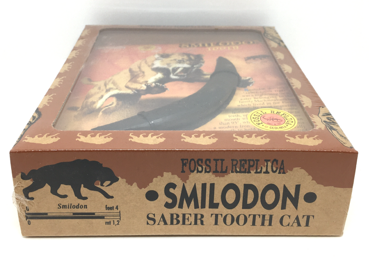 Smilodon Tooth - Fossil Replica – Wicked Crystals and Things
