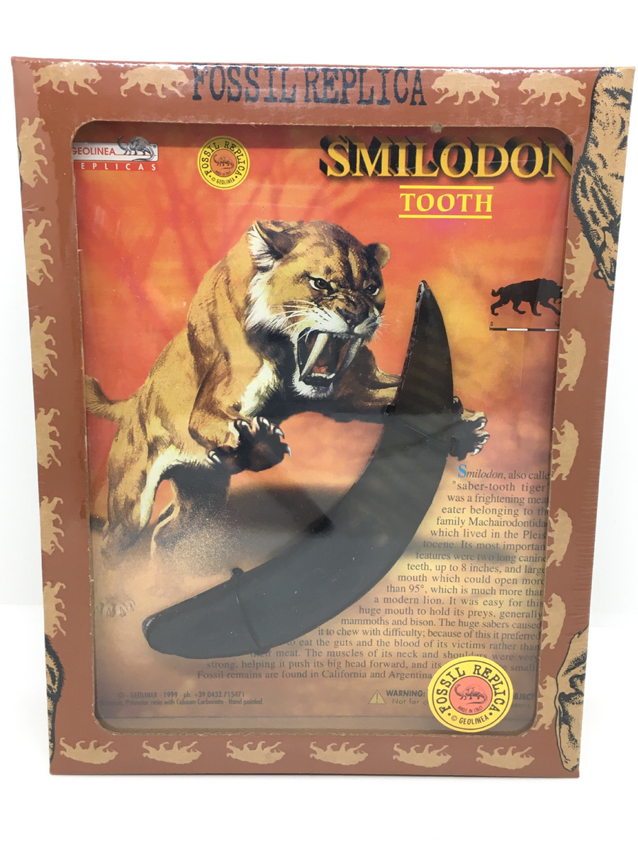 Smilodon Tooth - Fossil Replica – Wicked Crystals and Things